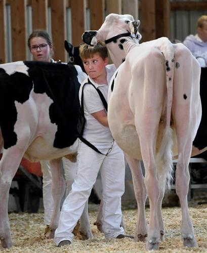 Have a cow at the Rockton fair