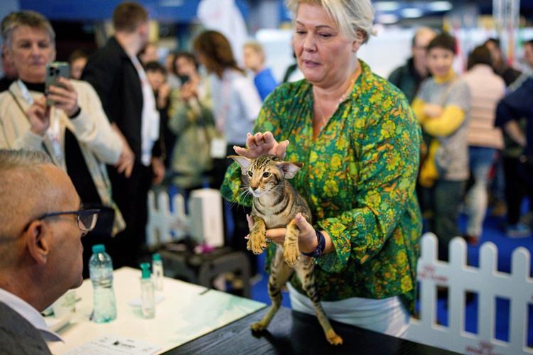Photos from the world's largest cat show, as 1,000 felines and their ...