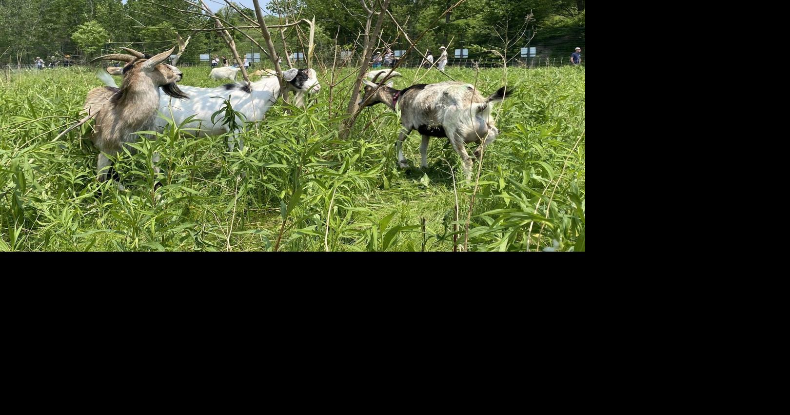 Grazing goats provide low-tech solution to Toronto park's invasive ...