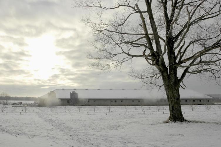 A Pig’s Tale Part 1: Fear haunts the family farm