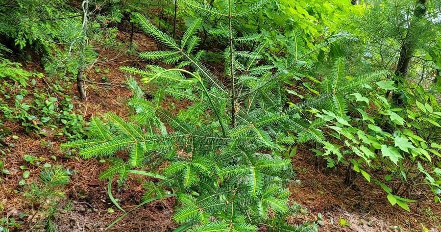 A tiny balsam to stand watch