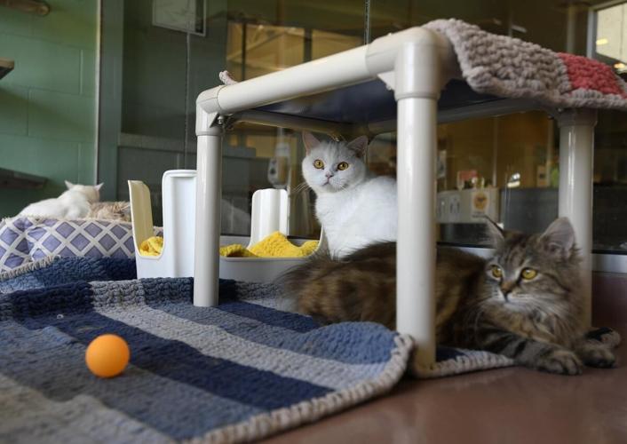 Cats rescued from abandoned U-Haul truck ready to settle down