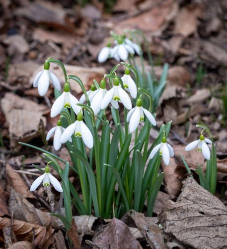 Hamilton’s mild winter could shatter more records this week