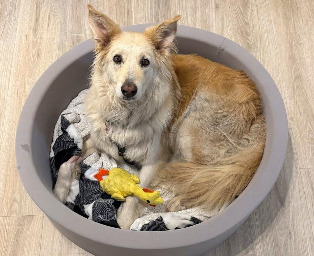 Rescuers use drone technology to find dog that escaped along New Jersey ...