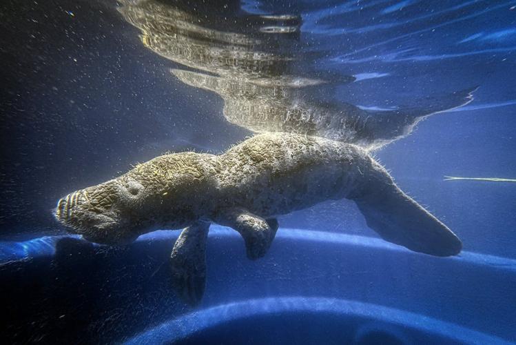 Hope floats in the Amazon as Bacuri, a young manatee, fights for survival