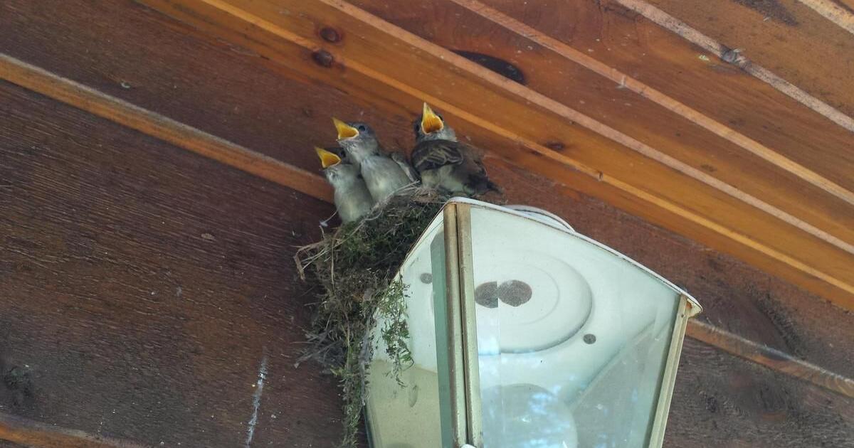 Jerry the Bird: Is he back, or still here?