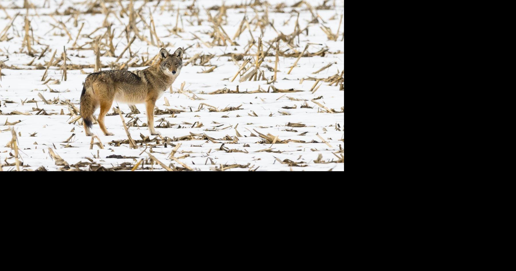Waterdown library hosts coyote awareness session