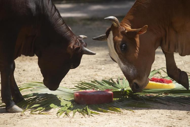 Rio's thirsty zoo animals get icy treats to cool down in Brazil’s ...