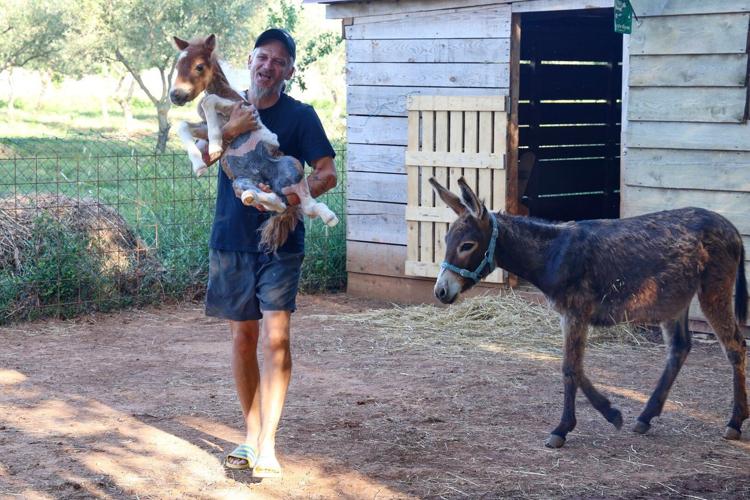 A month-old pony moves to a 4th-floor apartment in Croatia. Neighbors ...