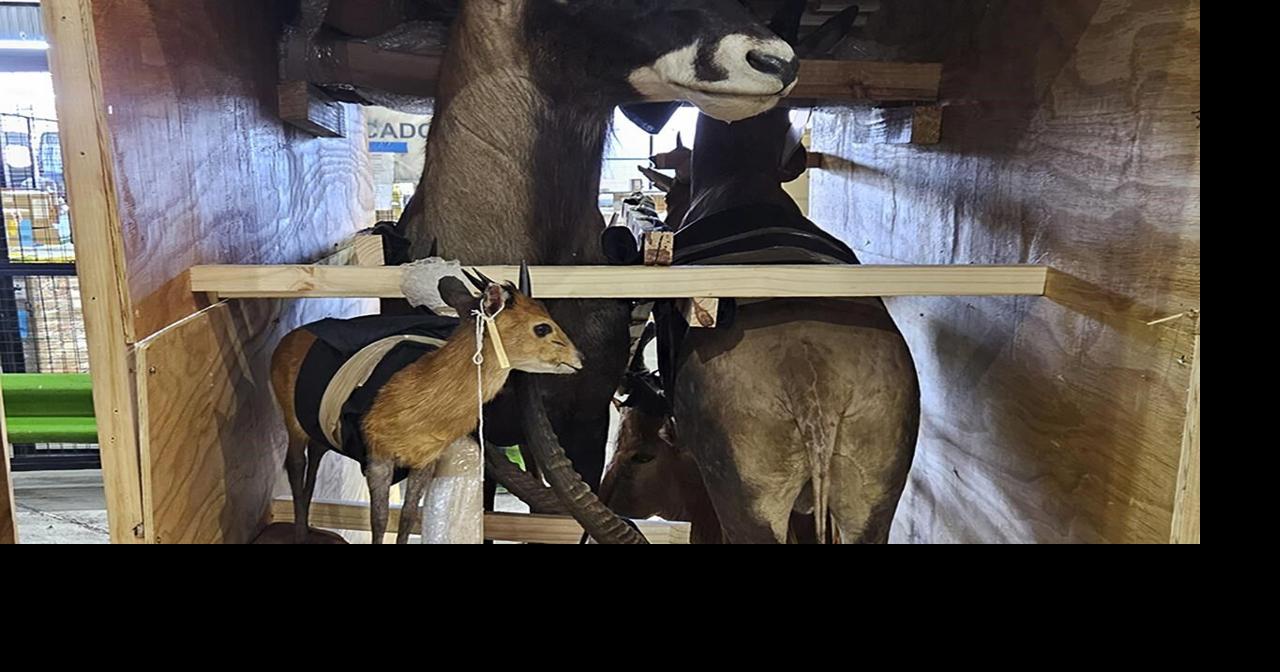 Police and customs seize live animals, horns and ivory in global ...
