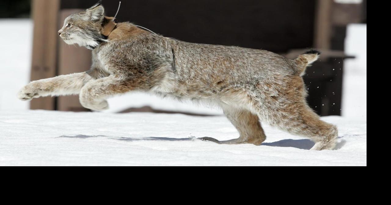 Alberta forestry minister says wolverine, lynx trapping limits lifted ...