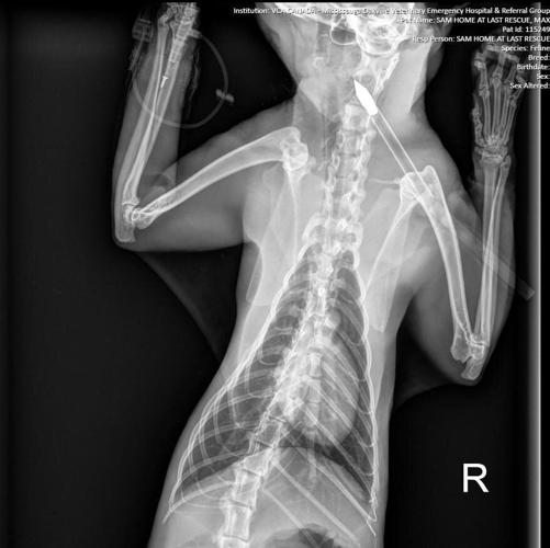 Death of Max — stray cat impaled by crossbow bolt — a 'heartbreaking loss'