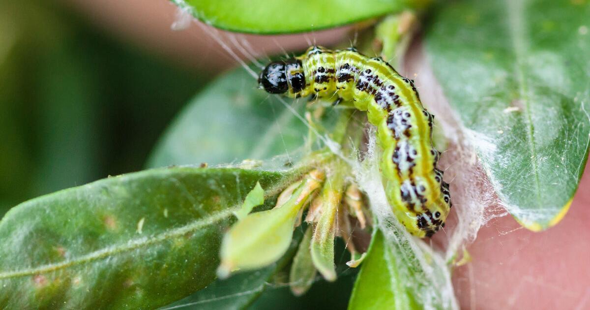 Planting a boxwood? Think again, says Hamilton arborist