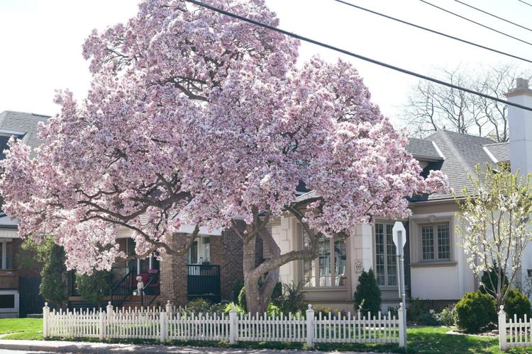Catch short-lived Hamilton cherry blossom and magnolia bloom