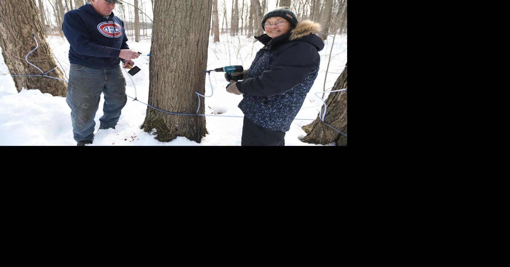 Hamilton maple syrup producers anticipate ‘very good year’