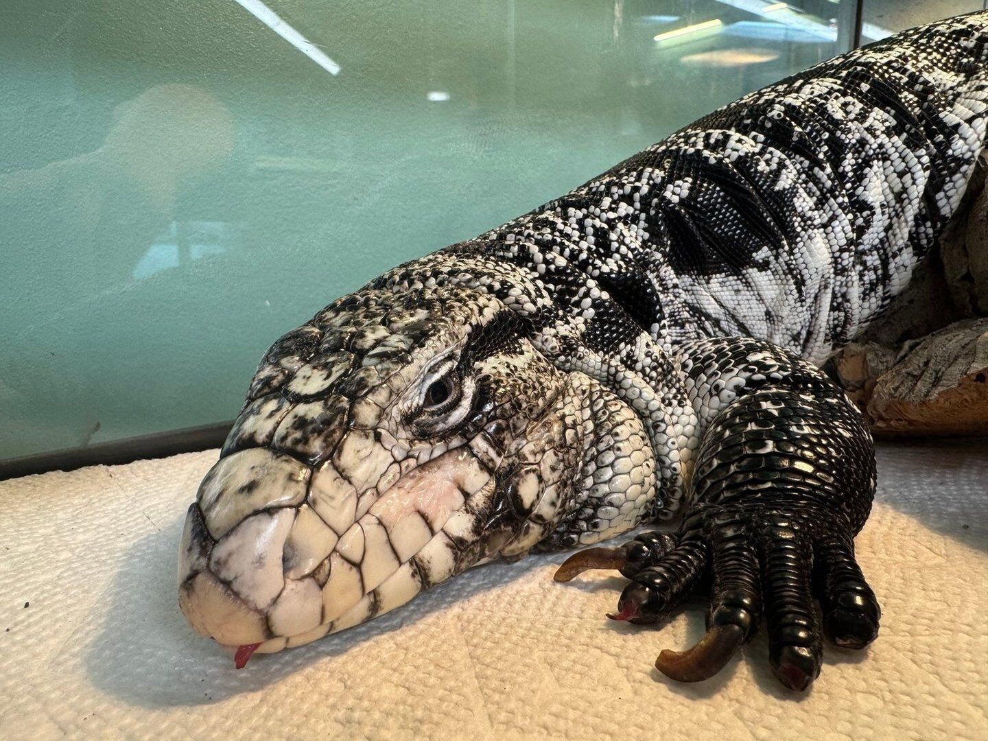 Freezing reptile dubbed 'Lizard in a blizzard' is rescued after being ...
