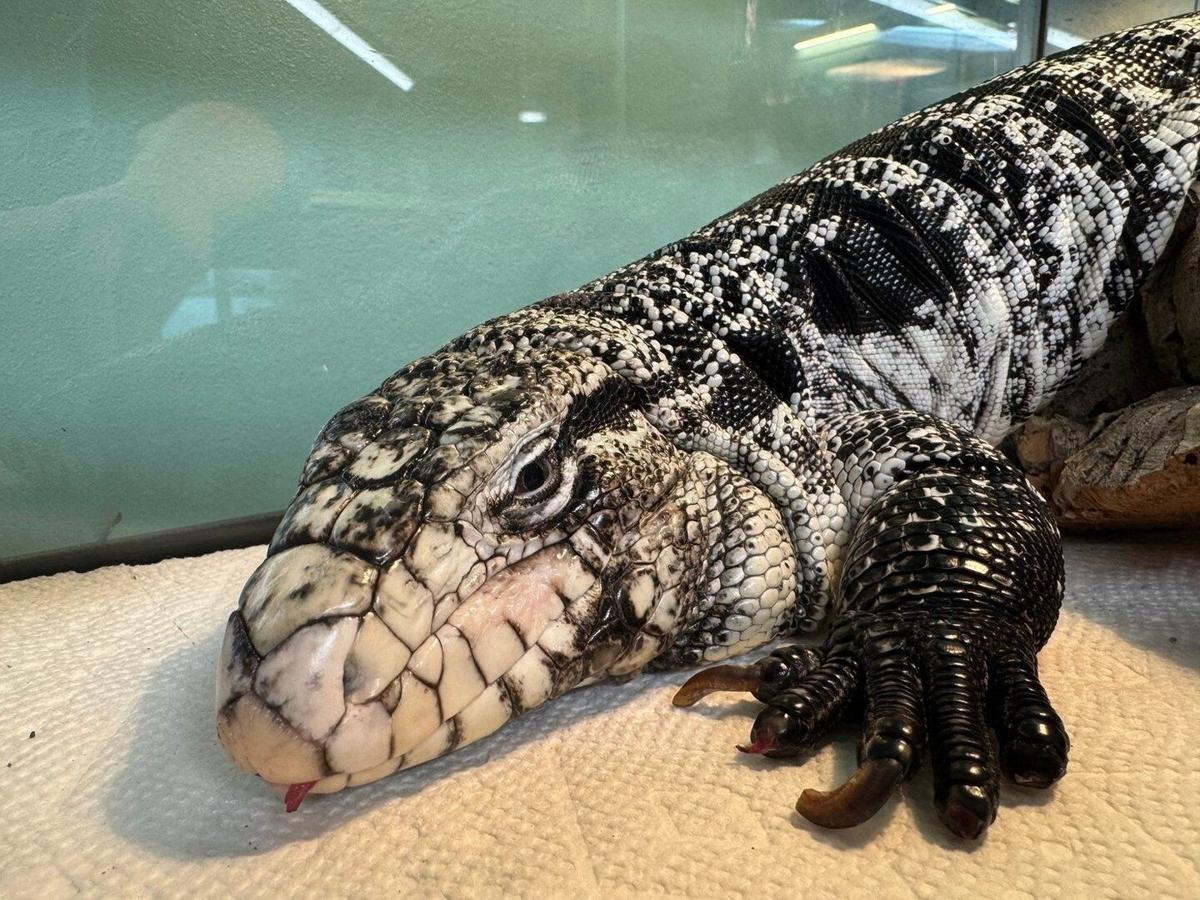 Freezing reptile dubbed 'Lizard in a blizzard' is rescued after being ...