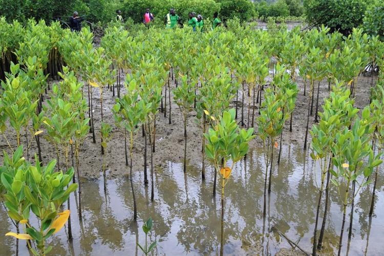 Mind the mangroves! Some Kenyans combat the threat of logging with hidden beehives