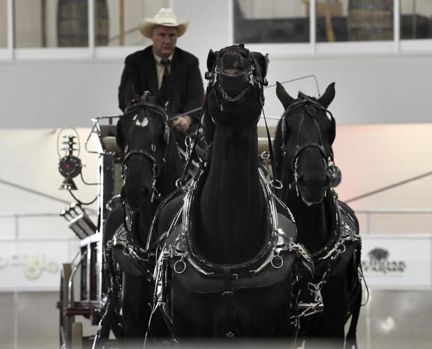 Majestic horse show in Ancaster