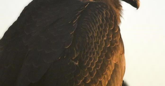 A rare condor hatched and raised by foster parents in captivity now ...