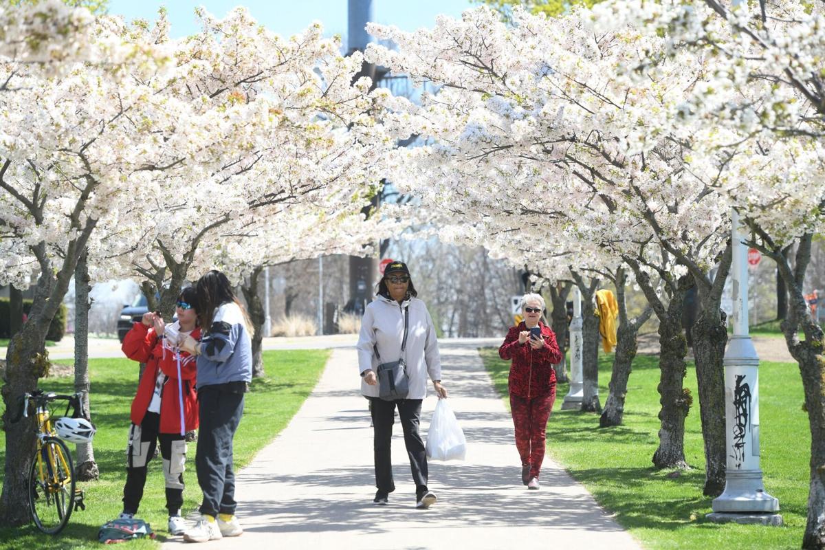 Catch short-lived Hamilton cherry blossom and magnolia bloom