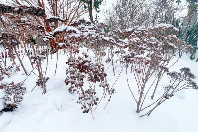 Snow protects your garden beds. Trees might need some help