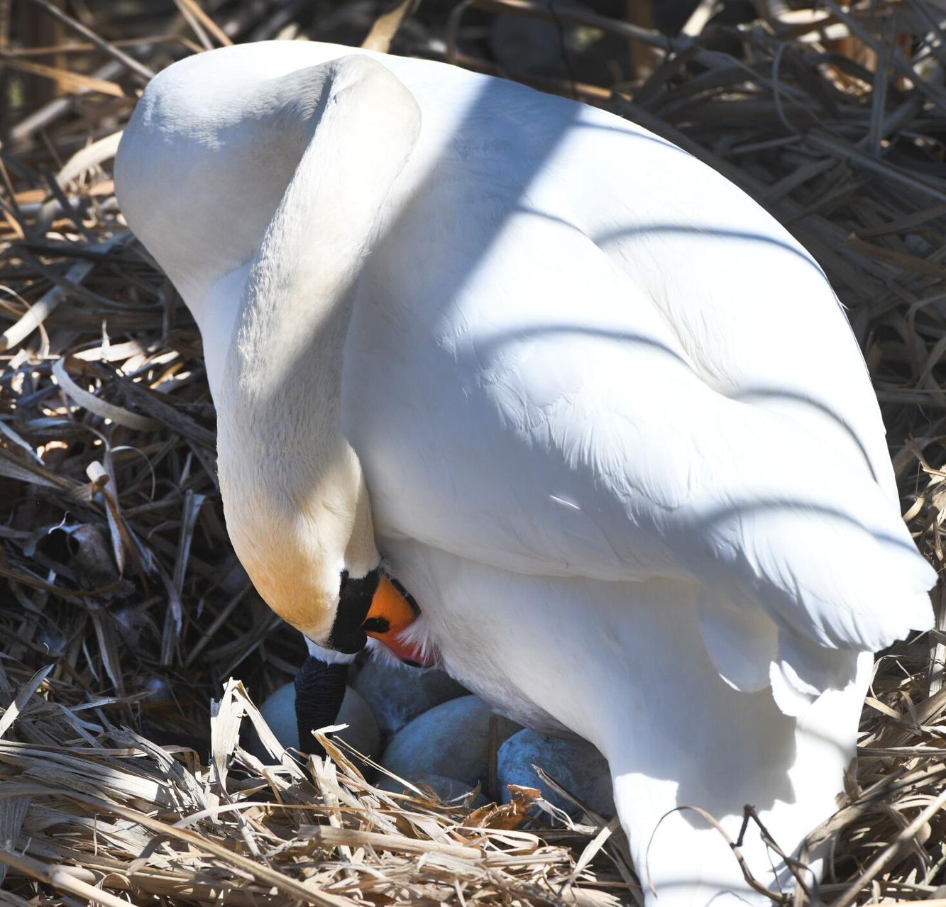 Swan eggs an annual sight near Bayfront Park