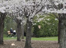 Cherry blossoms are at peak bloom in Hamilton