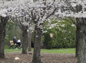 Cherry blossoms are at peak bloom in Hamilton