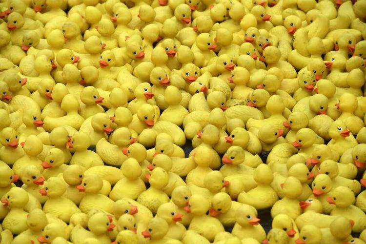 Thousands of rubber ducks rip down a river