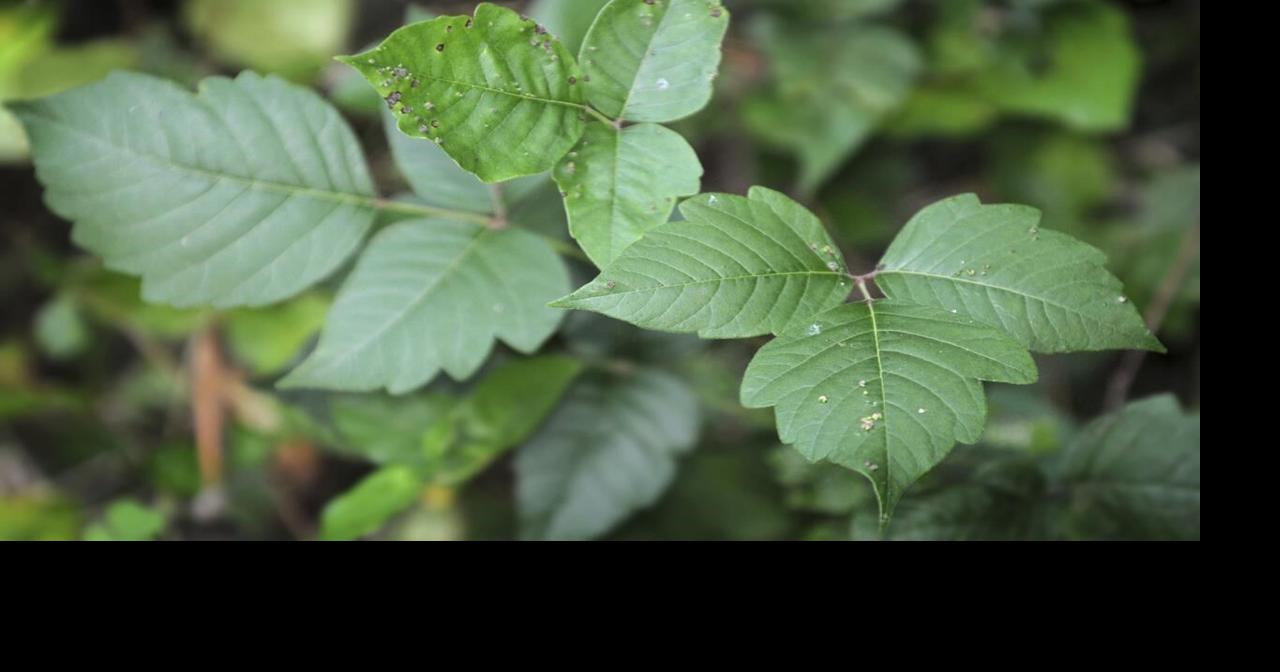 Getting rid of poison ivy is a serious matter. What you should and ...