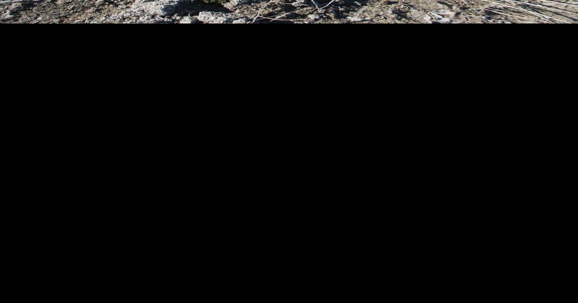 Dundas Pleasant View tree planting start of required long-term tree ...