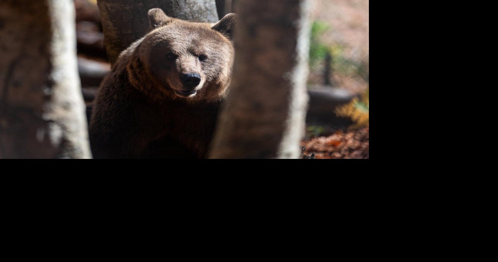 Rural Greece struggles to cope with predator comeback