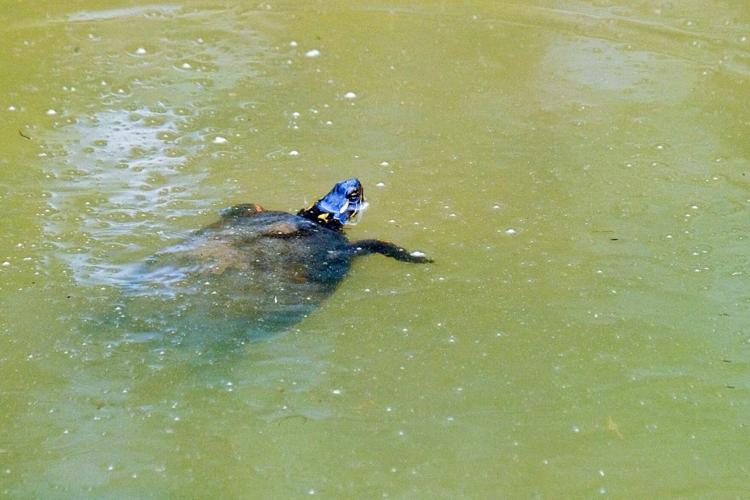 Dundas Delsey Pond dredging species at risk impacts reviewed by consultant