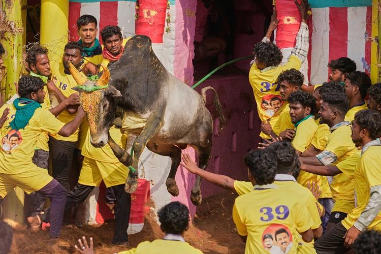 PHOTO ESSAY: Centuries-old bull festival in southern India remains a ...