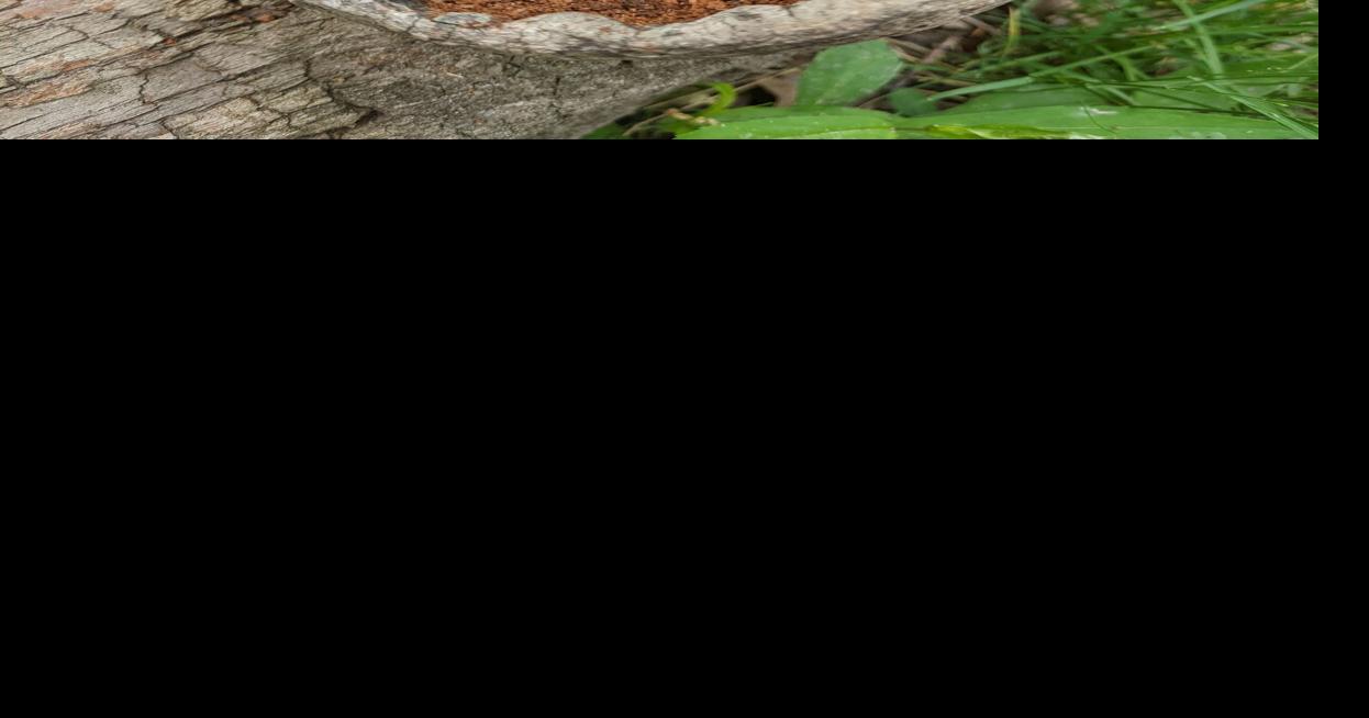 Haldimand woman found help through Al-Anon