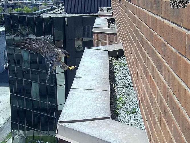 Hamilton falcon chicks fail to hatch and there’s drama on the Sheraton ...