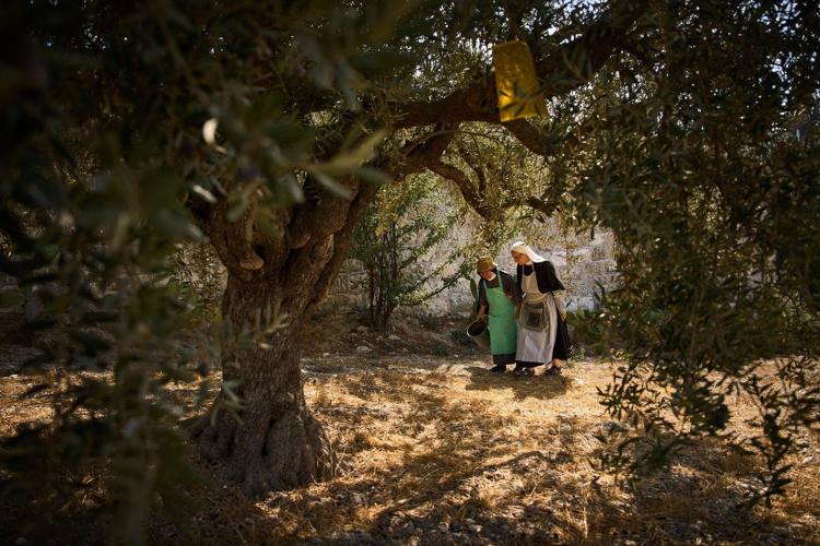 Photos show monks and nuns harvesting olives on the Holy Land’s Mount ...