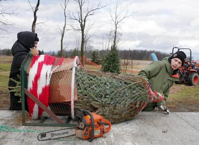Get’em while you can: Hamilton Christmas tree hunters scrambling amid ...