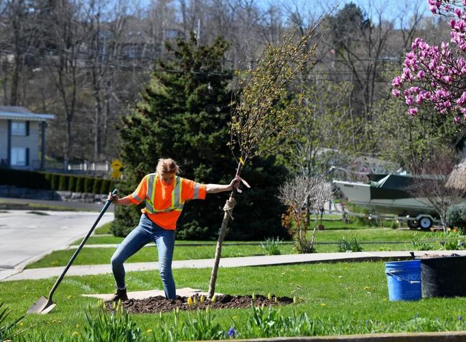 Hamilton will plant thousands more trees this year — if COVID allows