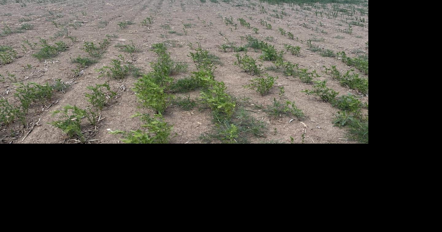 'Everything is dying': Prairie farmers, crops struggling with yearly ...