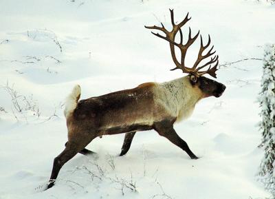 Caribou and ice monitoring projects among 29 recipients of funding