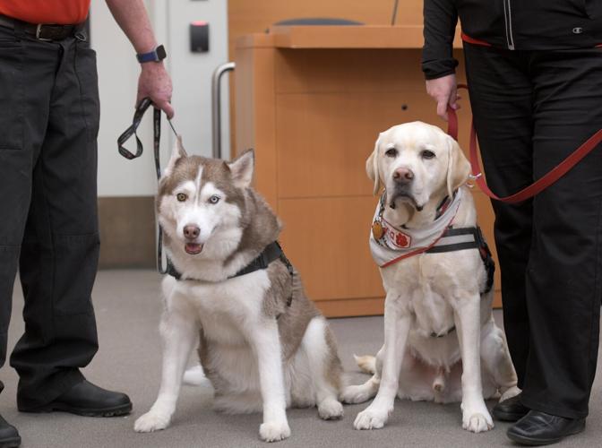 Dogs offer support at Hamilton courthouse