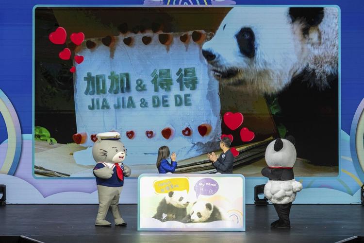 Meet Jia Jia and De De, Hong Kong's first locally born giant pandas