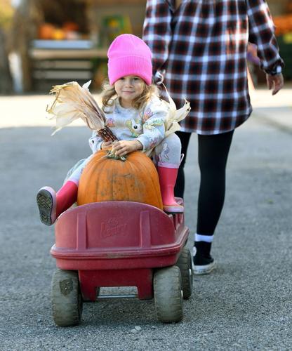 Hamilton’s pumpkin patches are ready for picking