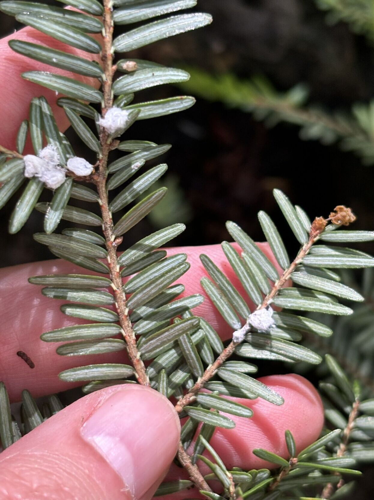 Hamilton a ‘regulated area’ for invasive hemlock-killing bug