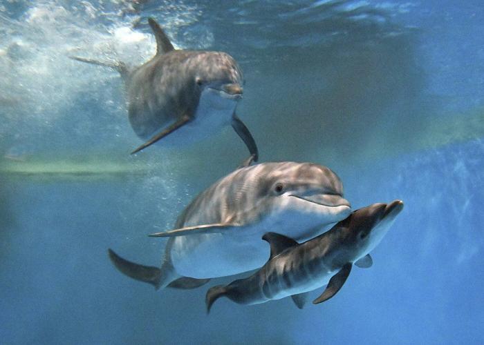 Video shows dolphin calf birth and first breath at Chicago zoo. Mom's ...
