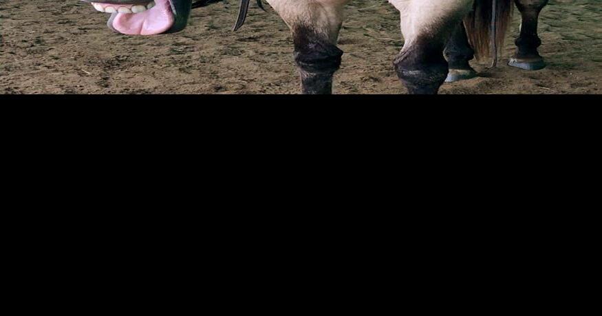 Pet Project Part 19: The goofy goobers that keep us smiling