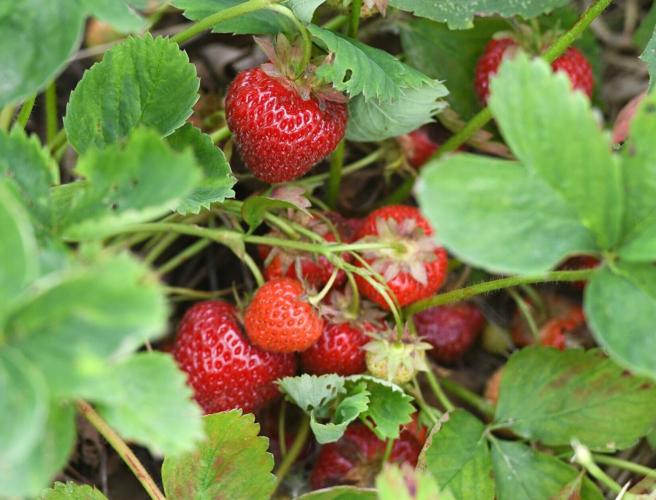 Get your strawberry on! Ten spots to pick or buy local