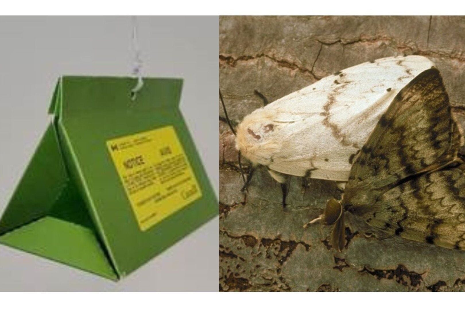 Tree-eating invaders: Inside the fight against BC’s spongy moth pest threat